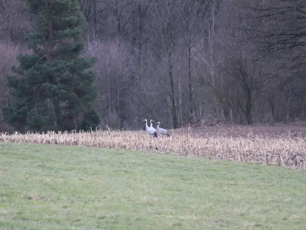 Kraniche als Glücksboten verehrt und verteufelt - rheinland-reporter.de